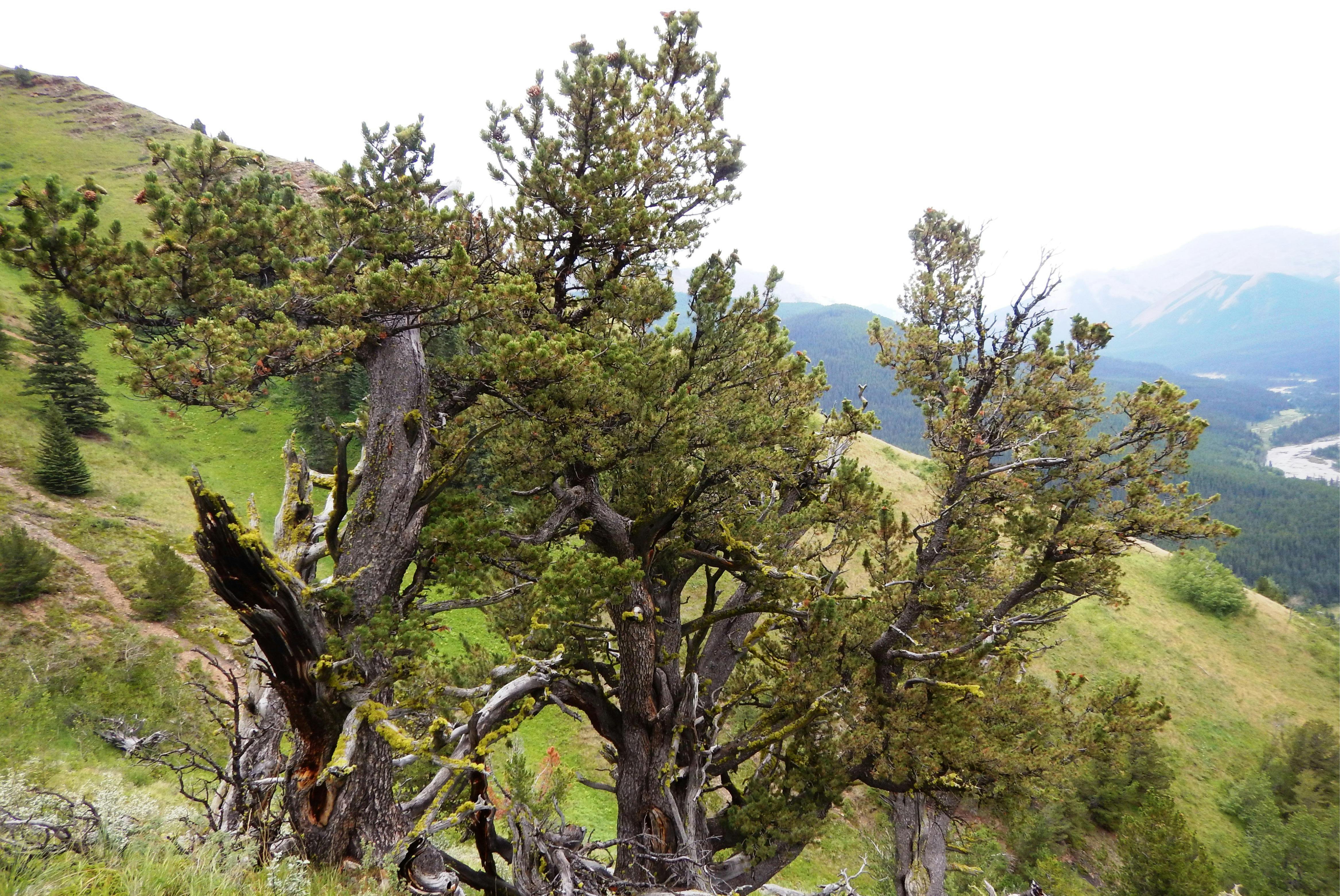 Photos | Whitebark Pine and Limber Pine | Alberta Online Engagement
