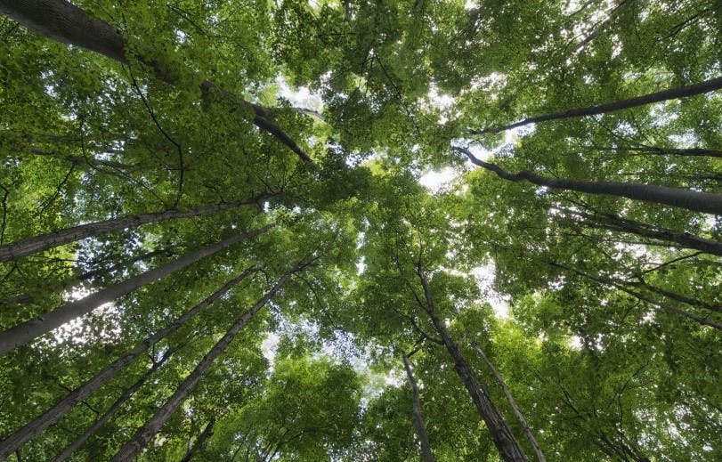 Tree Canopy Protection and Enhancement Policy | Speak Up Sarnia