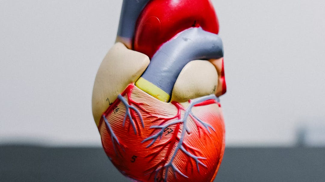 Advisor - Educational Program for Thoracic Aortic Disease Patients ...