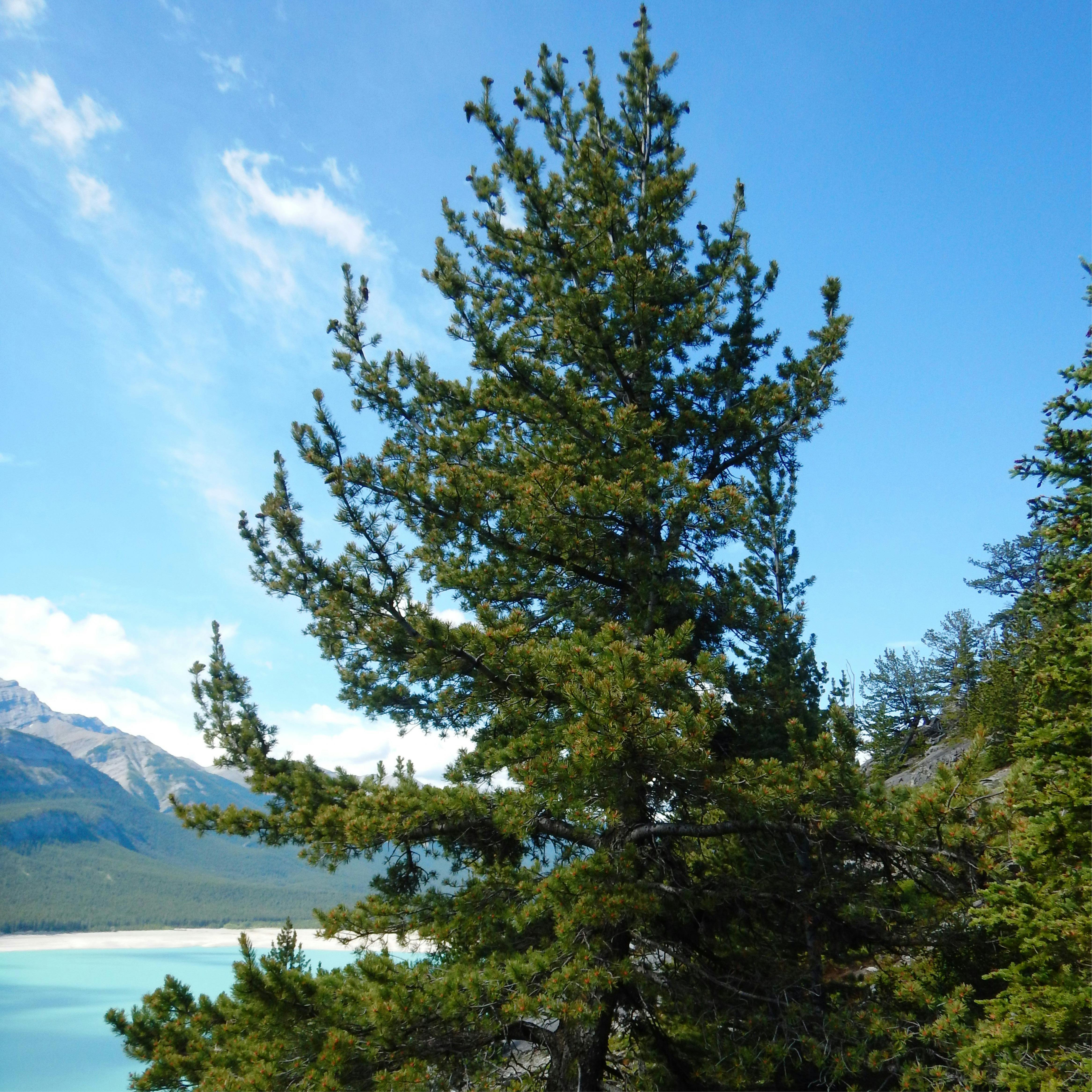 Photo Gallery | Whitebark Pine and Limber Pine | Alberta Online Engagement