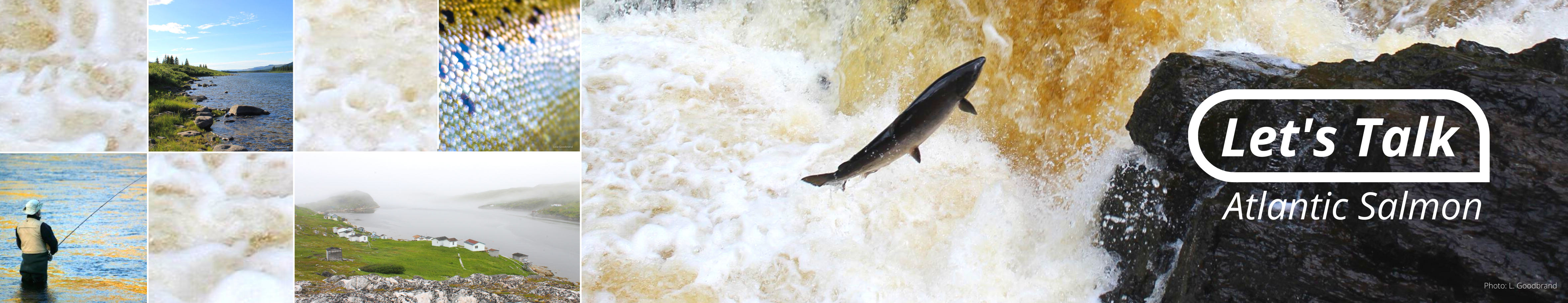 Have your say! | Let's Talk Pacific Salmon