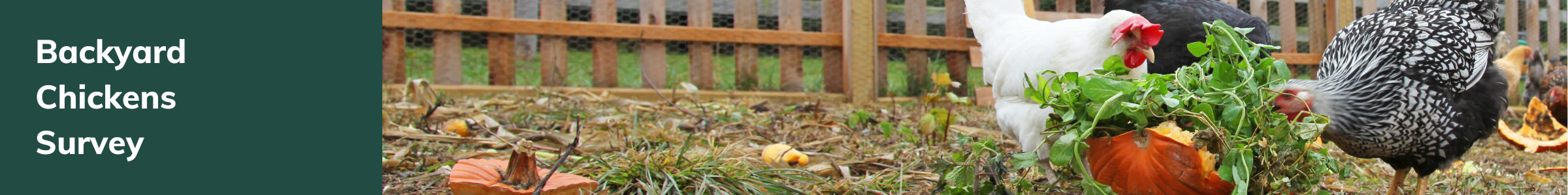 Backyard Chickens Survey | Let's Talk Chatham-Kent