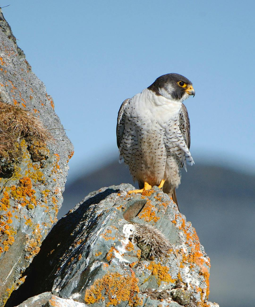 Draft Peregrine Falcon Recovery Plan | Talk Alberta Environment and Parks